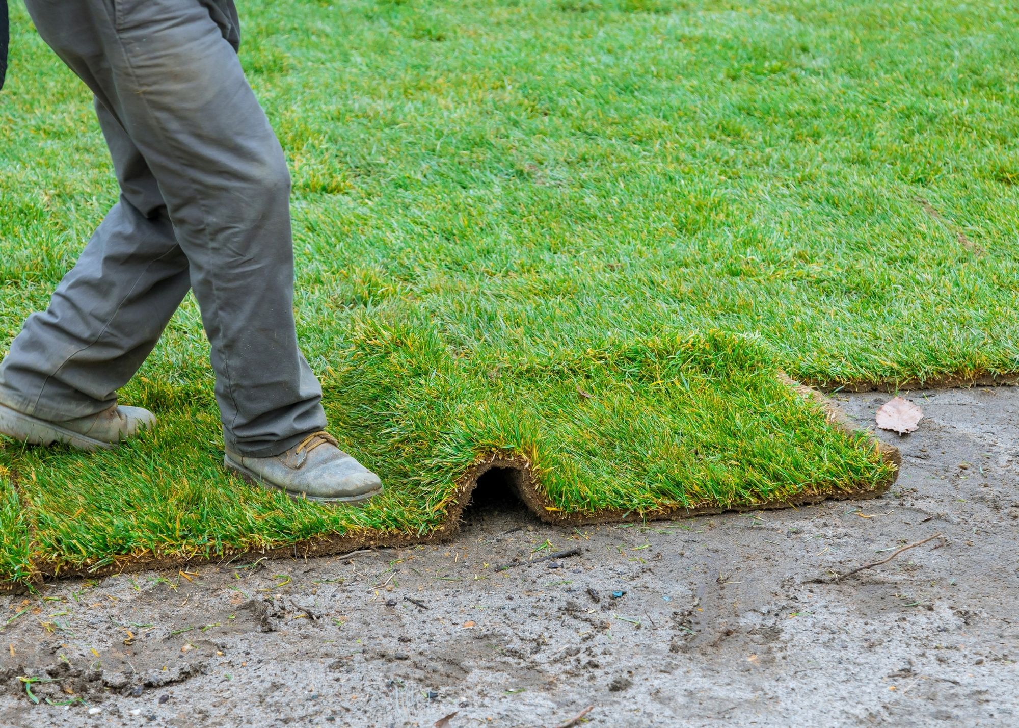 Caring For New Sod in Orlando | Mr. Greenkeeper lawn and Pest Control